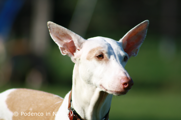 der Podenco - Traum oder Albtraum ? - Podenco in Not e.V.