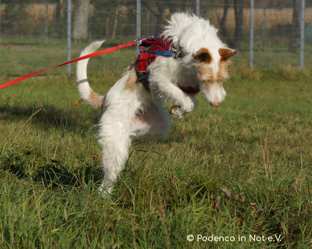 der Podenco - Traum oder Albtraum ? - Podenco in Not e.V.