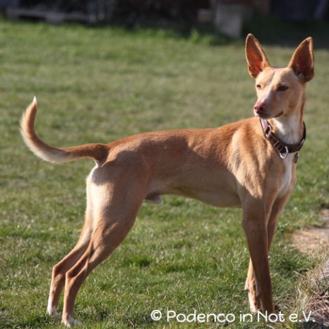 der Podenco - Traum oder Albtraum ? - Podenco in Not e.V.